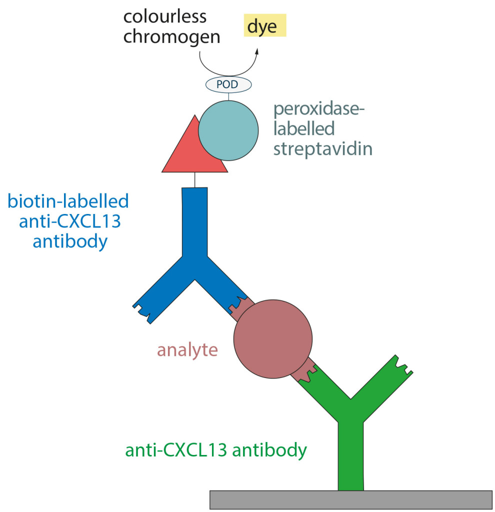 CXCL13: Timely diagnosis of Lyme neuroborreliosis - Euroimmun Blog